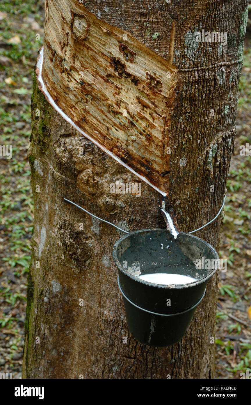 Rubber Tapping near Kuala Terengganu Malaysia Stock Photo - Alamy