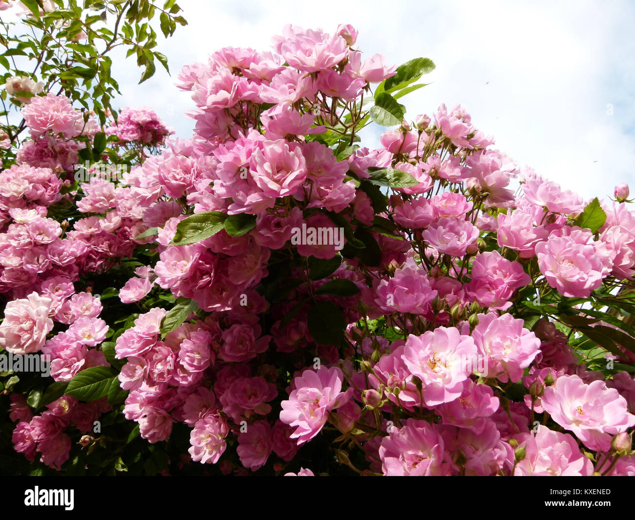 The Allée de Roses is a path within the Jardin des Plantes, located in ...