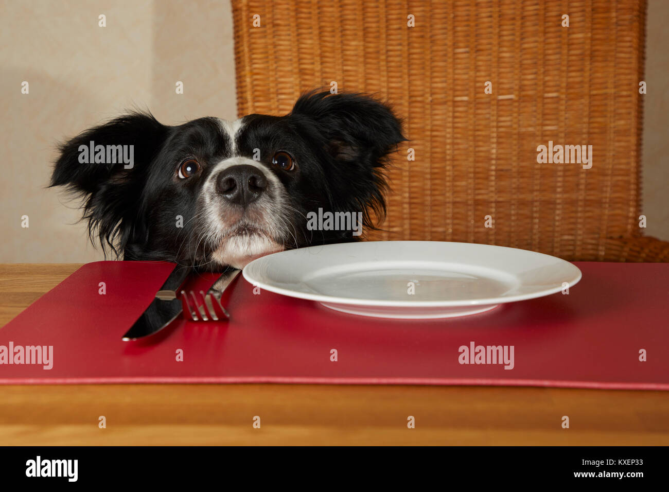 Border Collie looks over the edge of the table on an empty plate ...
