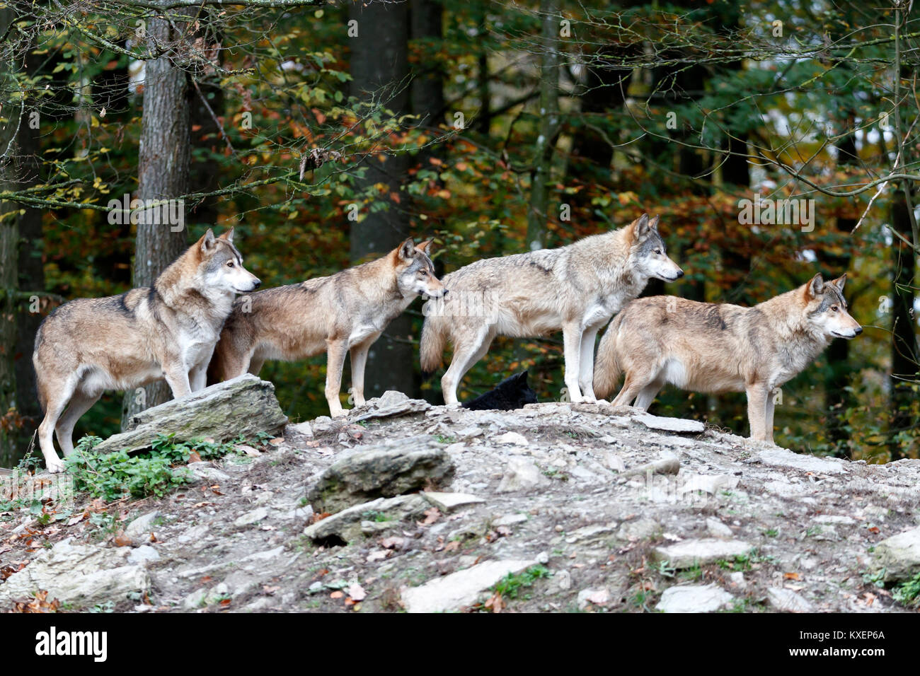 Algonquin wolves (Canis lupus lycaon), Rudel is looking for rocks ...