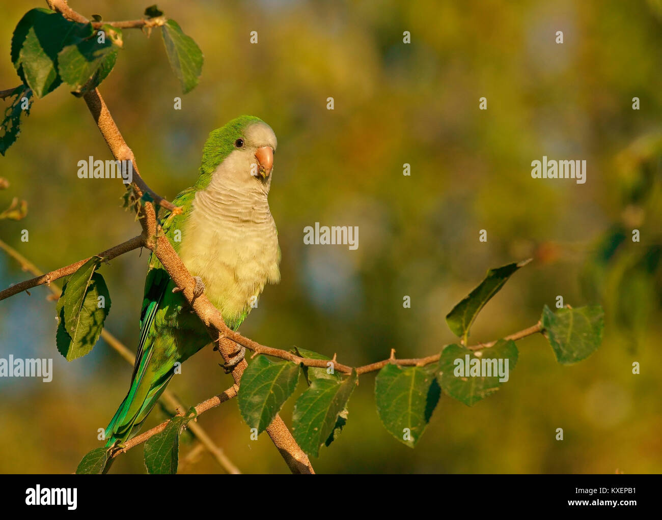 Monk parakeet (myiopsitta monachus) hi-res stock photography and images ...