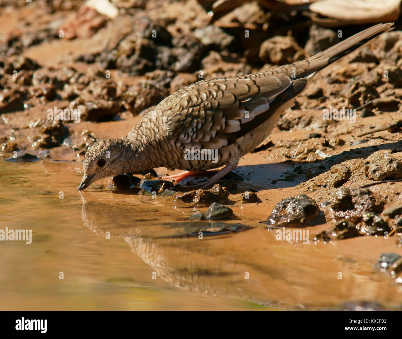 Scaled dove (Scardafella squammata),Pantanal,Mato Grosso,Brazil,South ...