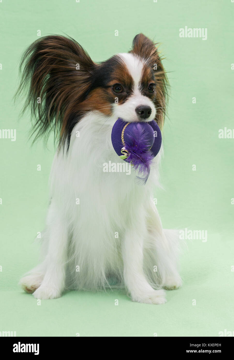 Beautiful young continental spaniel papillon holds in the mouths of ...