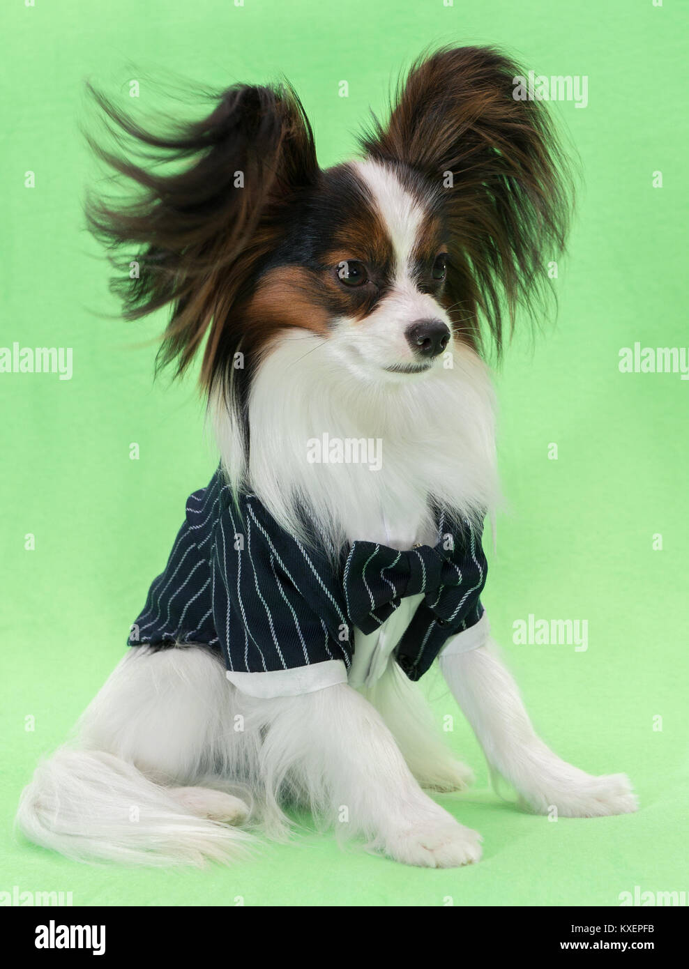 Beautiful young continental spaniel papillon in a tuxedo with butterfly ...