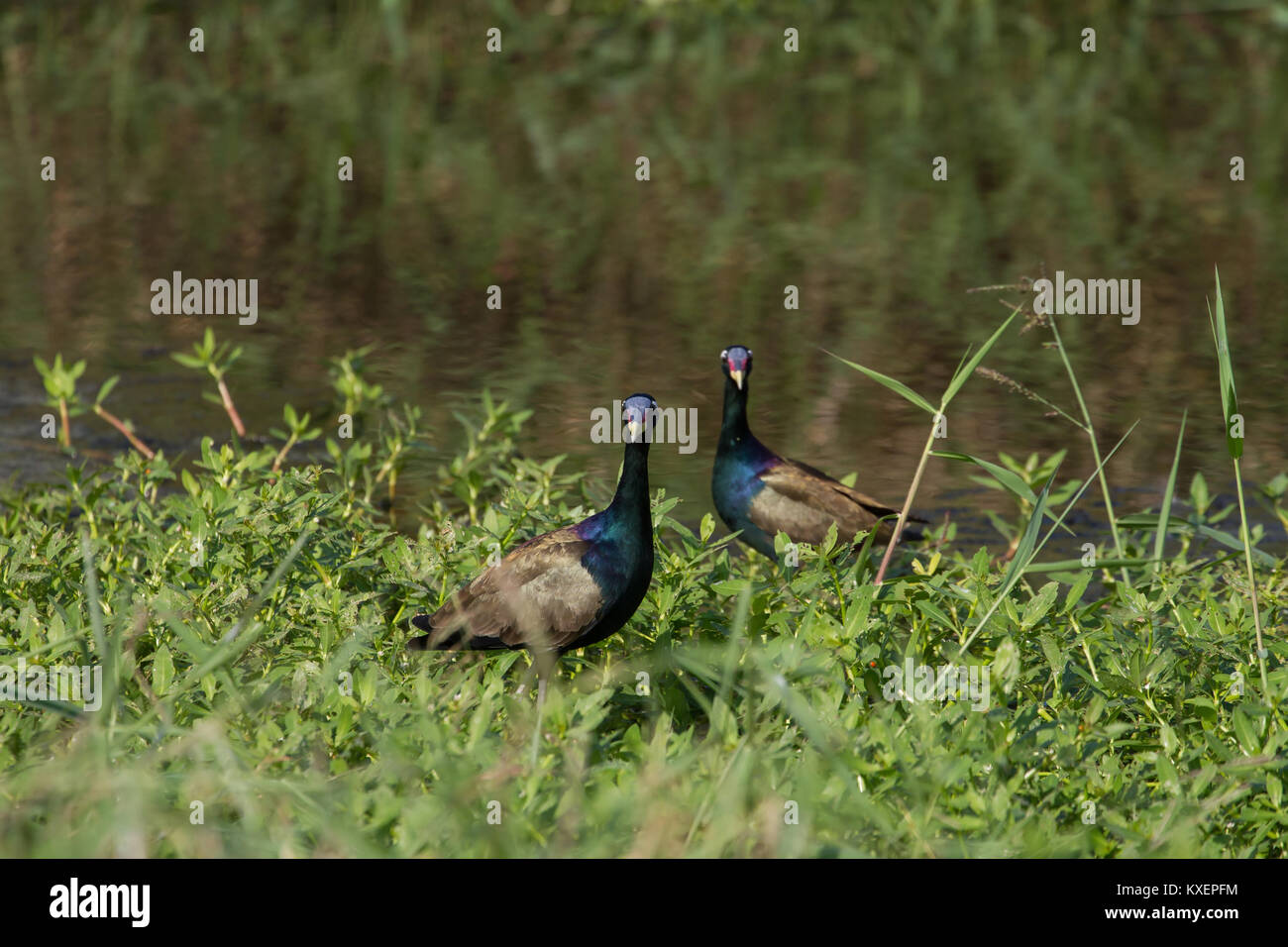 Bronze winged jacana standing hi-res stock photography and images - Alamy