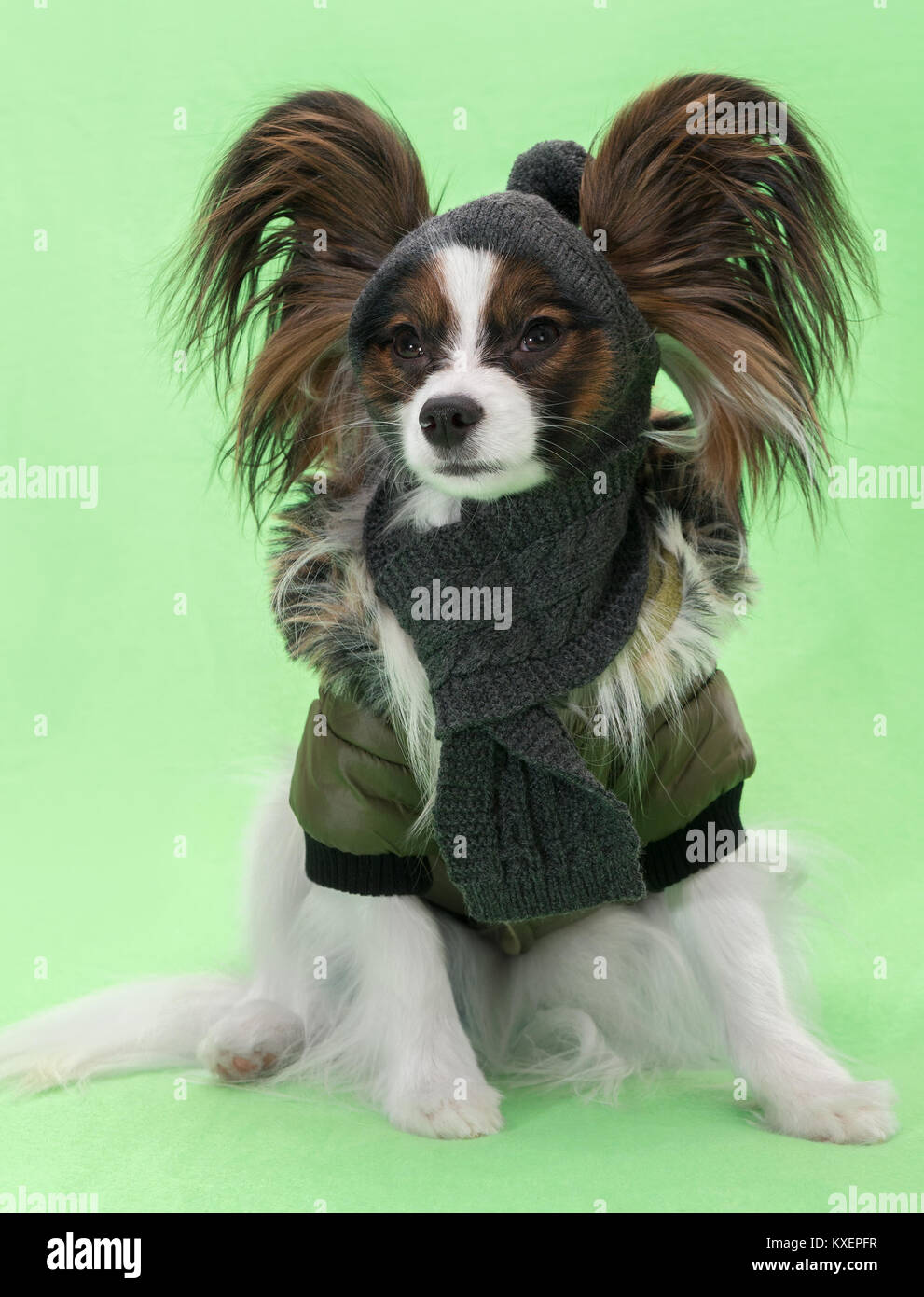 Beautiful young continental spaniel papillon in a winter jacket and hat ...