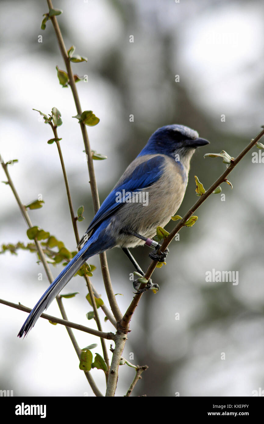 Banded bird hi-res stock photography and images - Alamy
