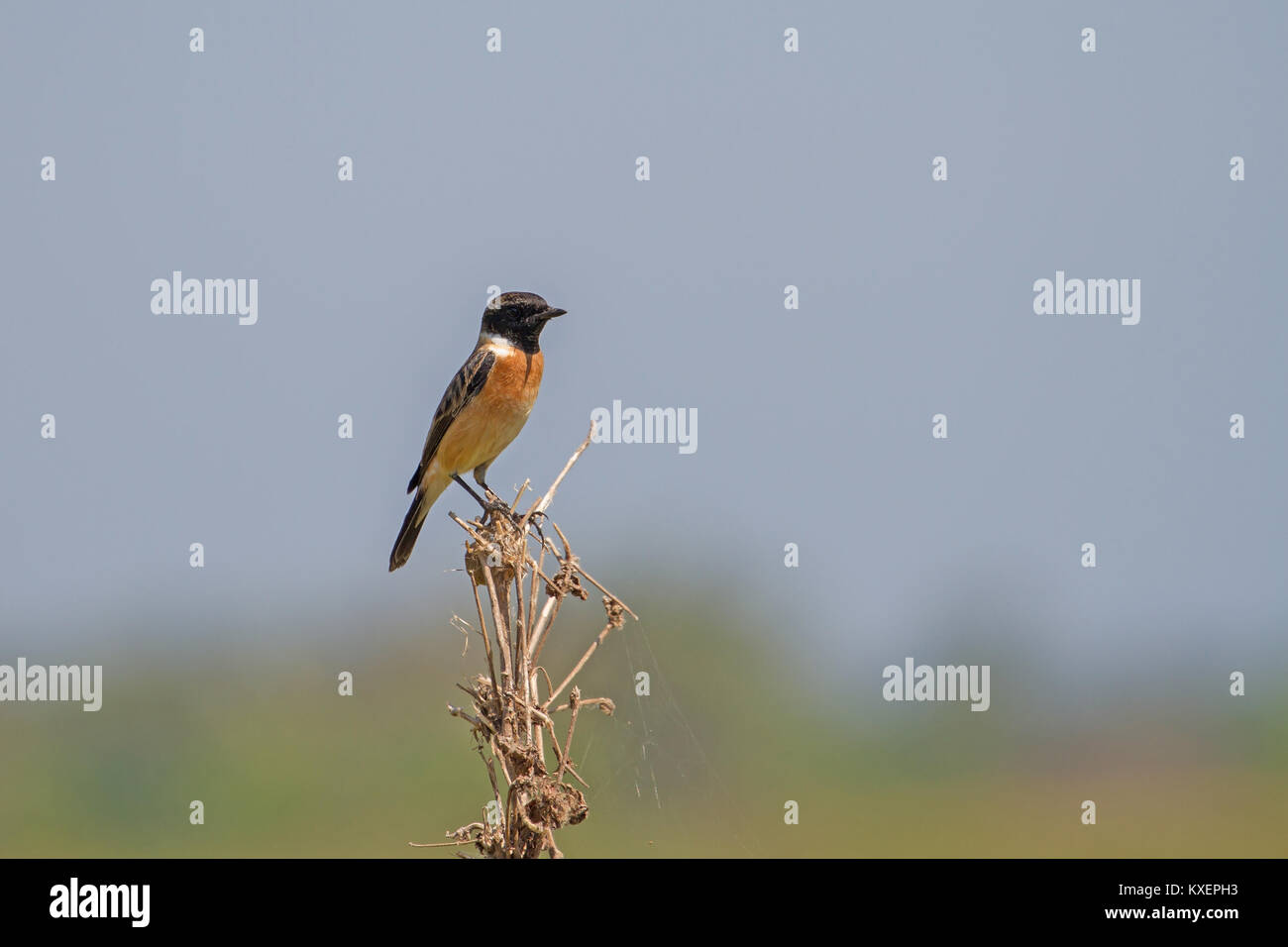 beautiful male Eastern Stonechat (Saxicola stejnegeri) in nature Stock ...