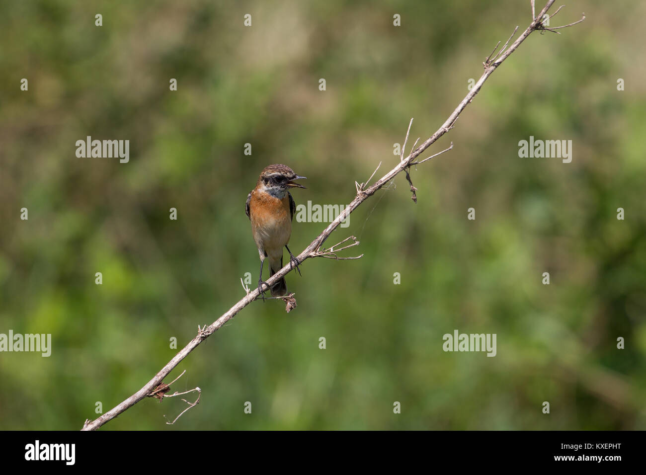 beautiful male Eastern Stonechat (Saxicola stejnegeri) in nature Stock ...