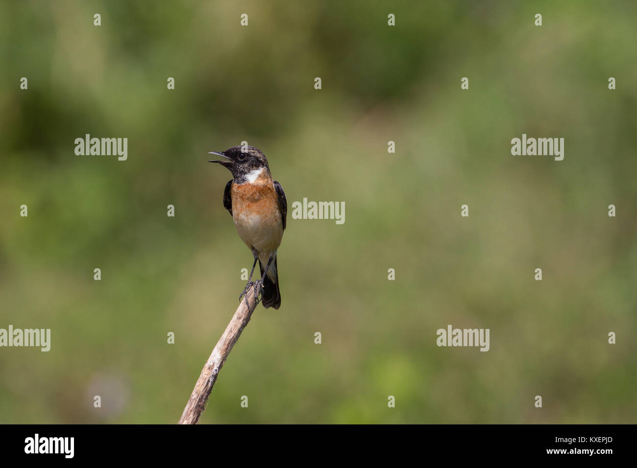 beautiful male Eastern Stonechat (Saxicola stejnegeri) in nature Stock ...