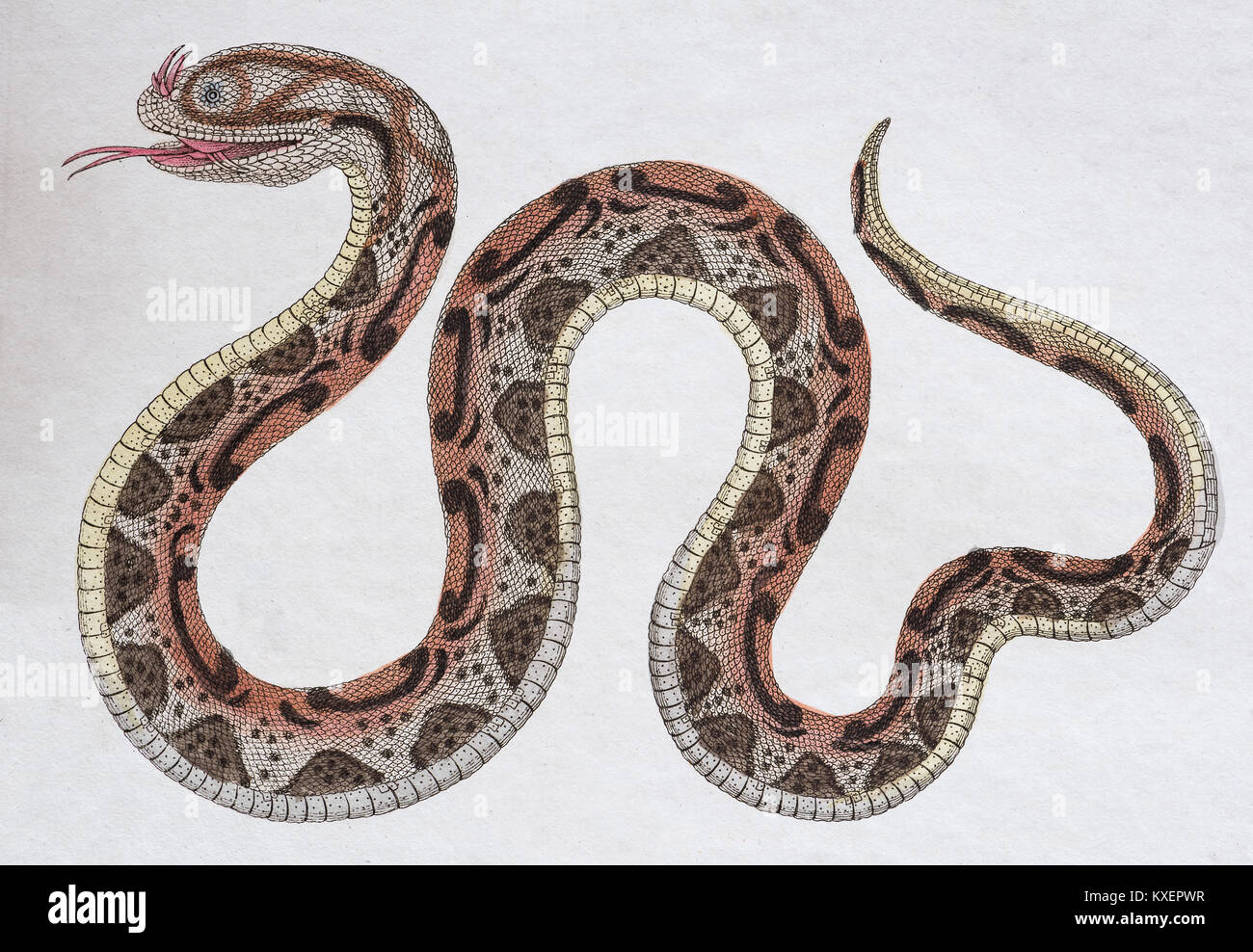 Horned Serpent (Coluber nasicornis),hand-coloured copperplate engraving ...