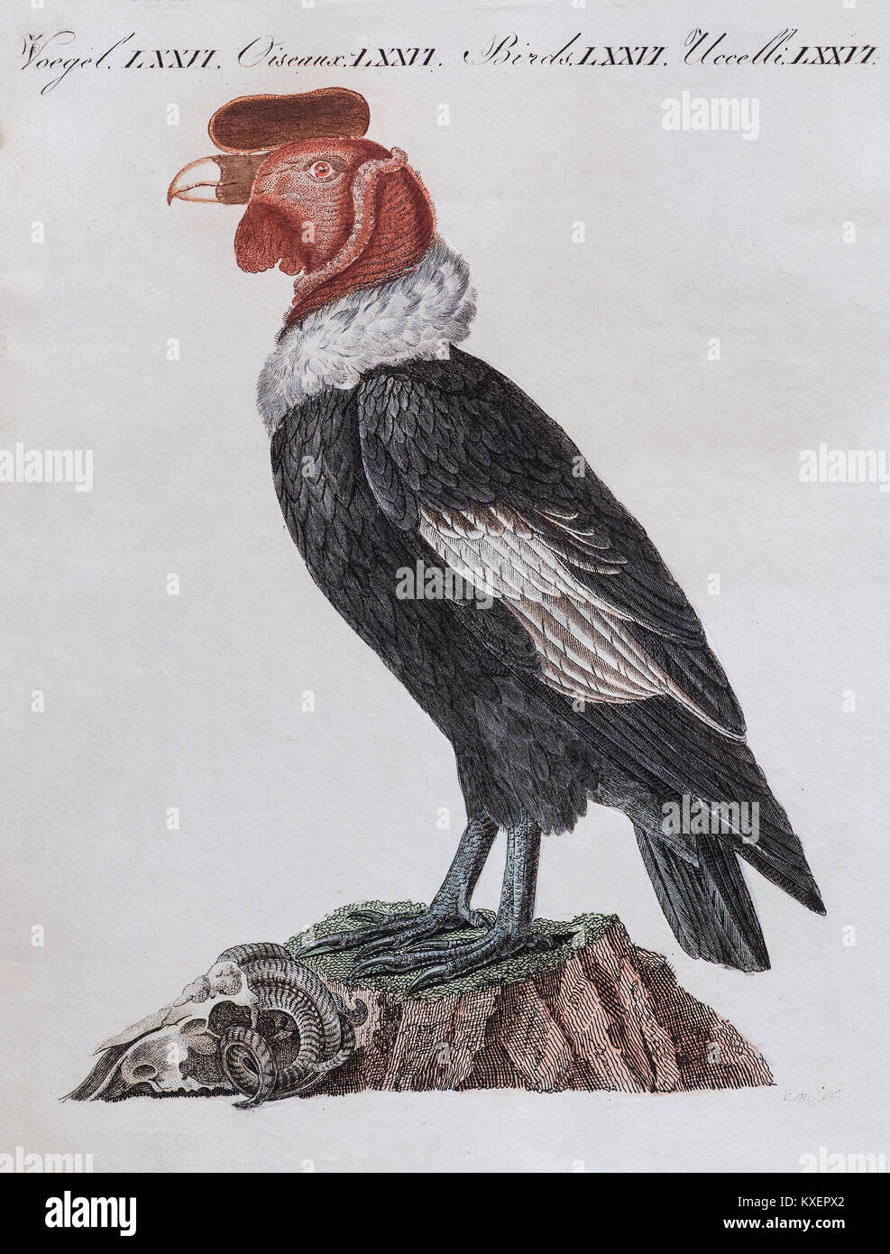 Condor drawing hi-res stock photography and images - Alamy