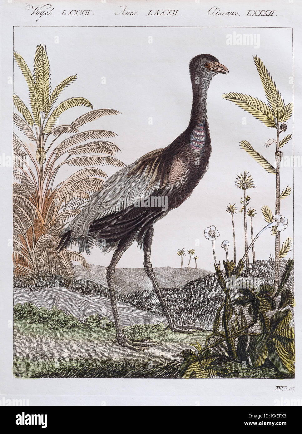 Golden-breasted trumpet bird,hand-coloured copperplate engraving from ...