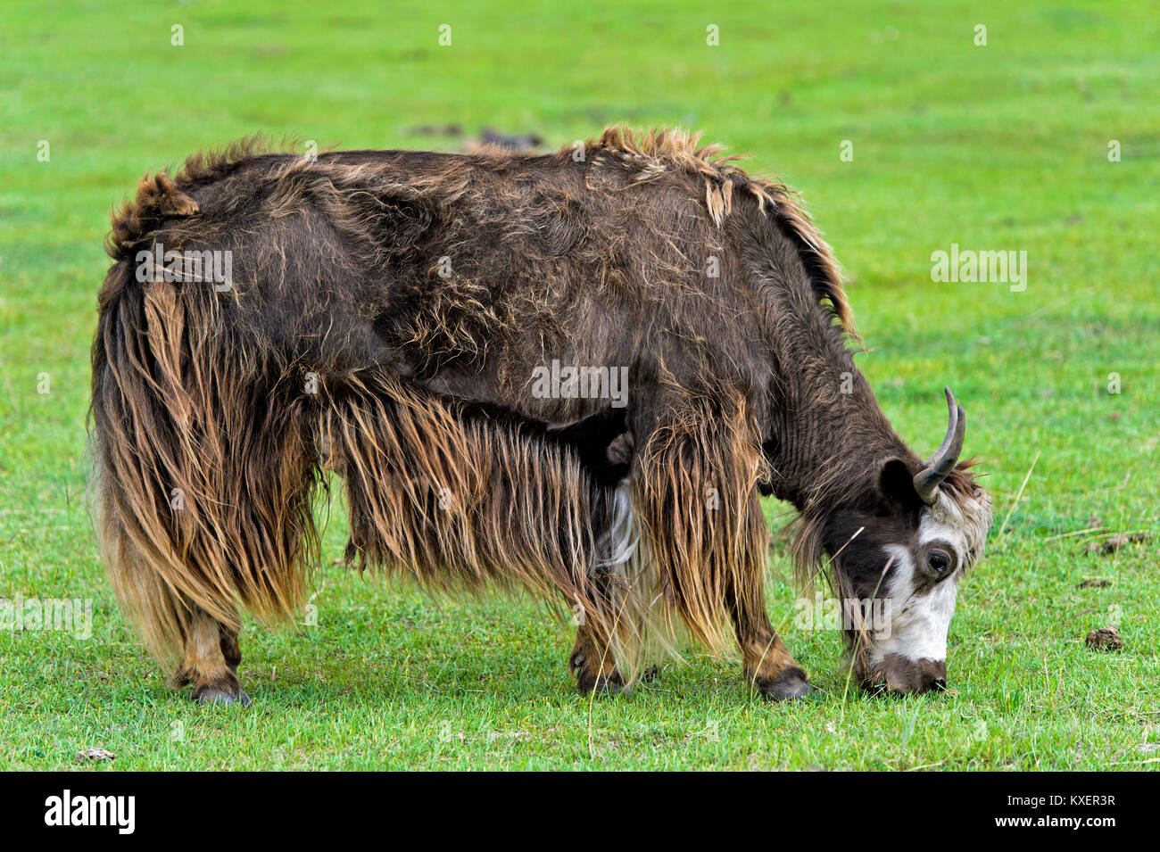 Bos Mutus High Resolution Stock Photography and Images - Alamy