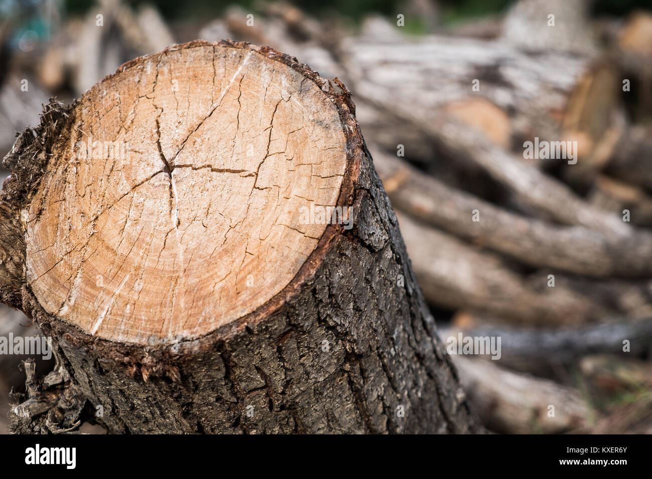 Tree stump with Log stack background Stock Photo - Alamy