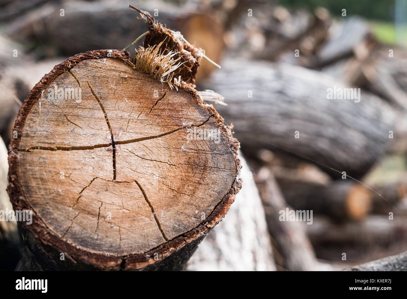 Tree stump with Log stack background Stock Photo - Alamy