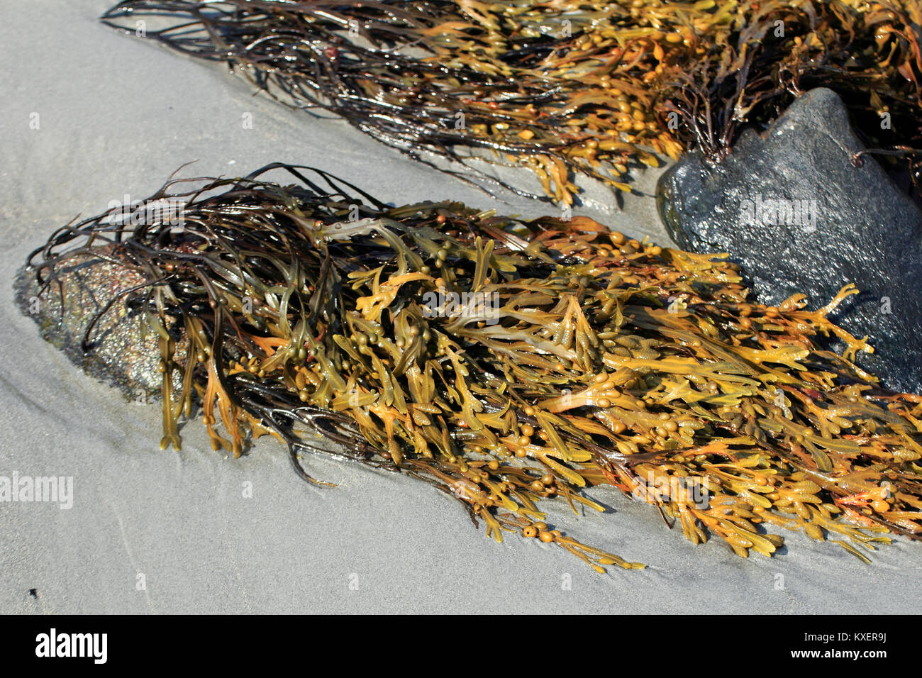 Rockweed fucus hi-res stock photography and images - Alamy
