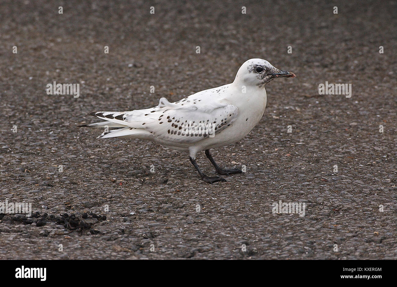 Juvenile Ivory Gull Pagophila eburnea Stock Photo - Alamy