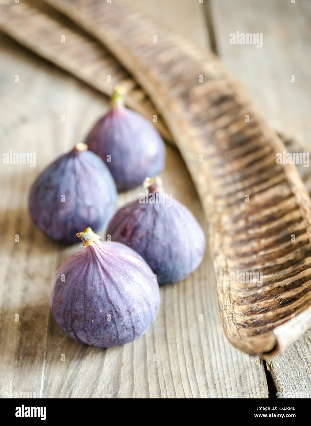 Fig Leaf Palm Stock Photos & Fig Leaf Palm Stock Images - Alamy