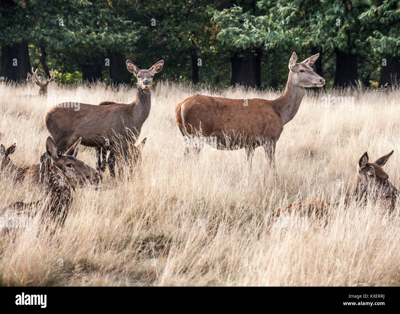Deer in Richmond Park,Surrey,England,UK Stock Photo - Alamy