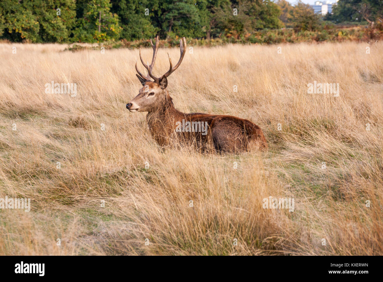 Deer in Richmond Park,Surrey,England,UK Stock Photo - Alamy