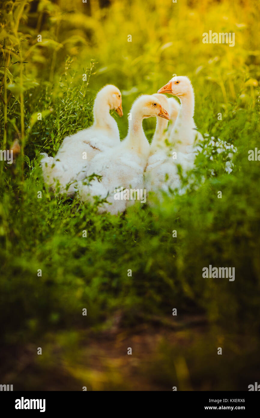 Five young goose together sit in the grass Stock Photo - Alamy