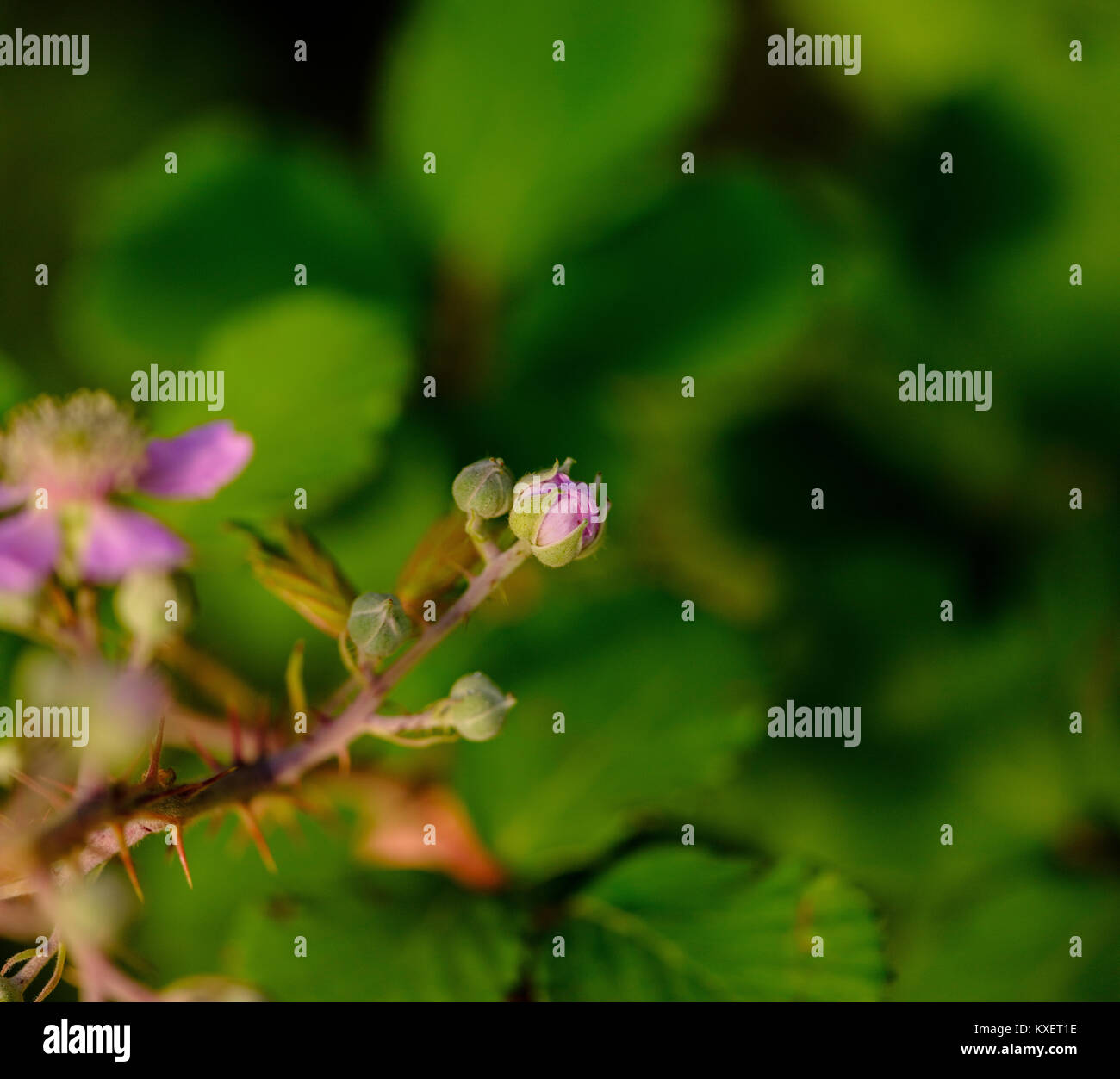 Invasive pink flower hi-res stock photography and images - Alamy