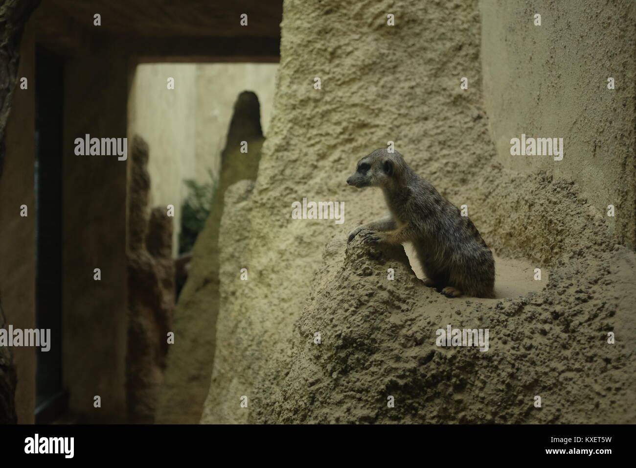 Meerkat Chilling at the Berlin Zoo Stock Photo - Alamy Meerkat Chilling at the Berlin Zoo Stock Photo - Alamy
