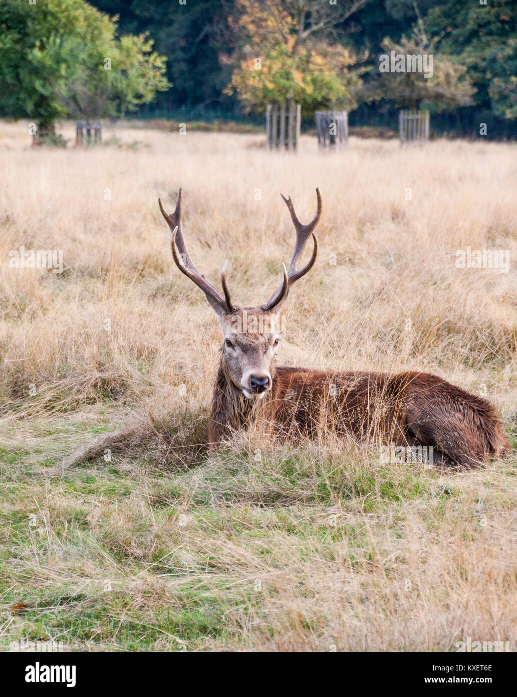 Deer in Richmond Park,Surrey,England,UK Stock Photo - Alamy