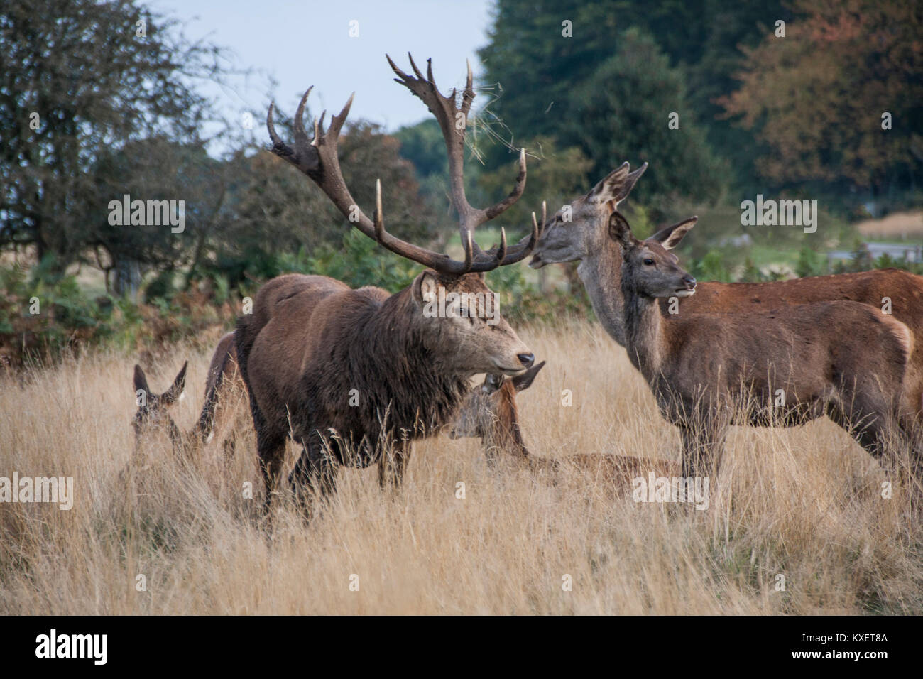 Deer in Richmond Park,Surrey,England,UK Stock Photo - Alamy