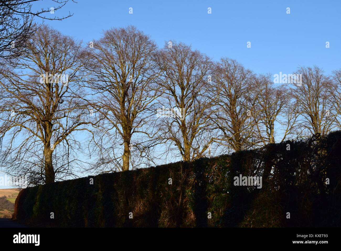 Winter forest in Scotland Stock Photo - Alamy