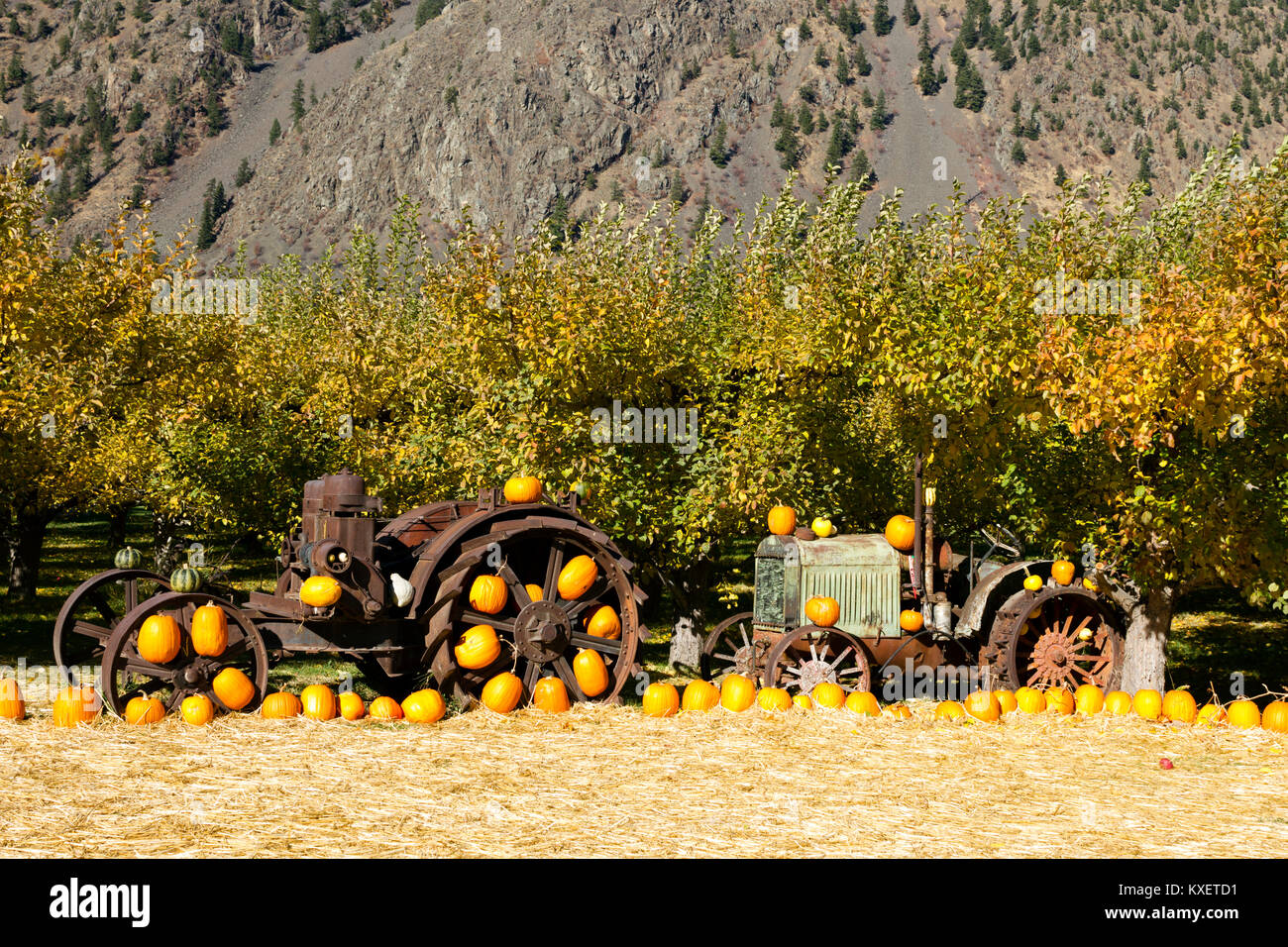 Old antique tractor and farm equipment in an organic farm apple orchard ...