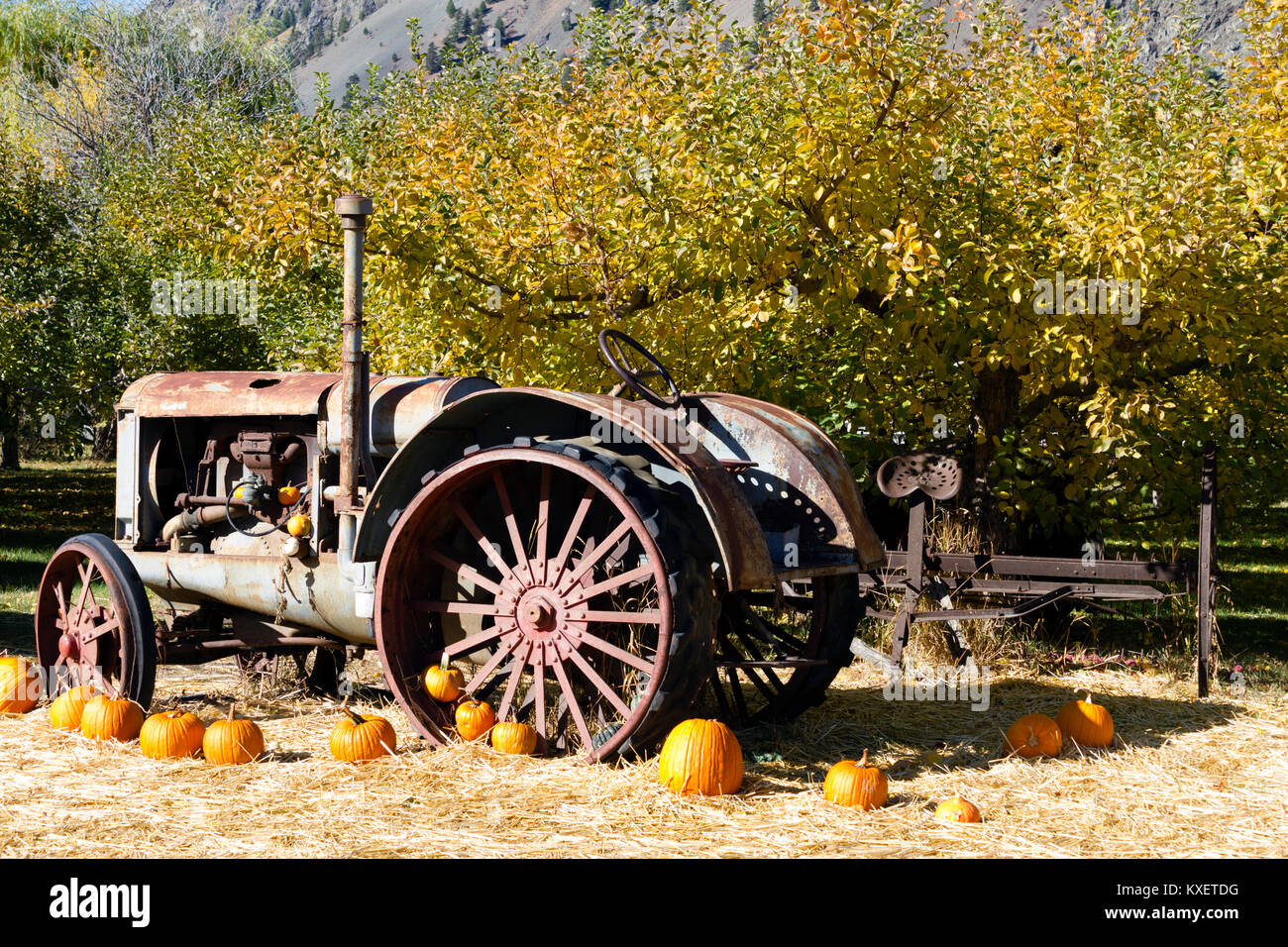 Old antique tractor and farm equipment in an organic farm apple orchard ...