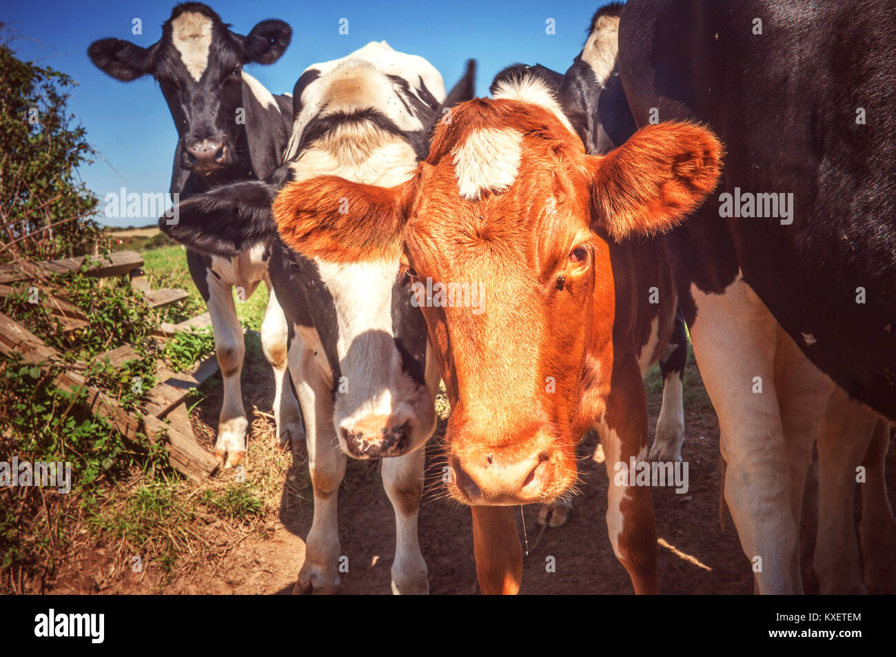 Close up cows head hi-res stock photography and images - Alamy