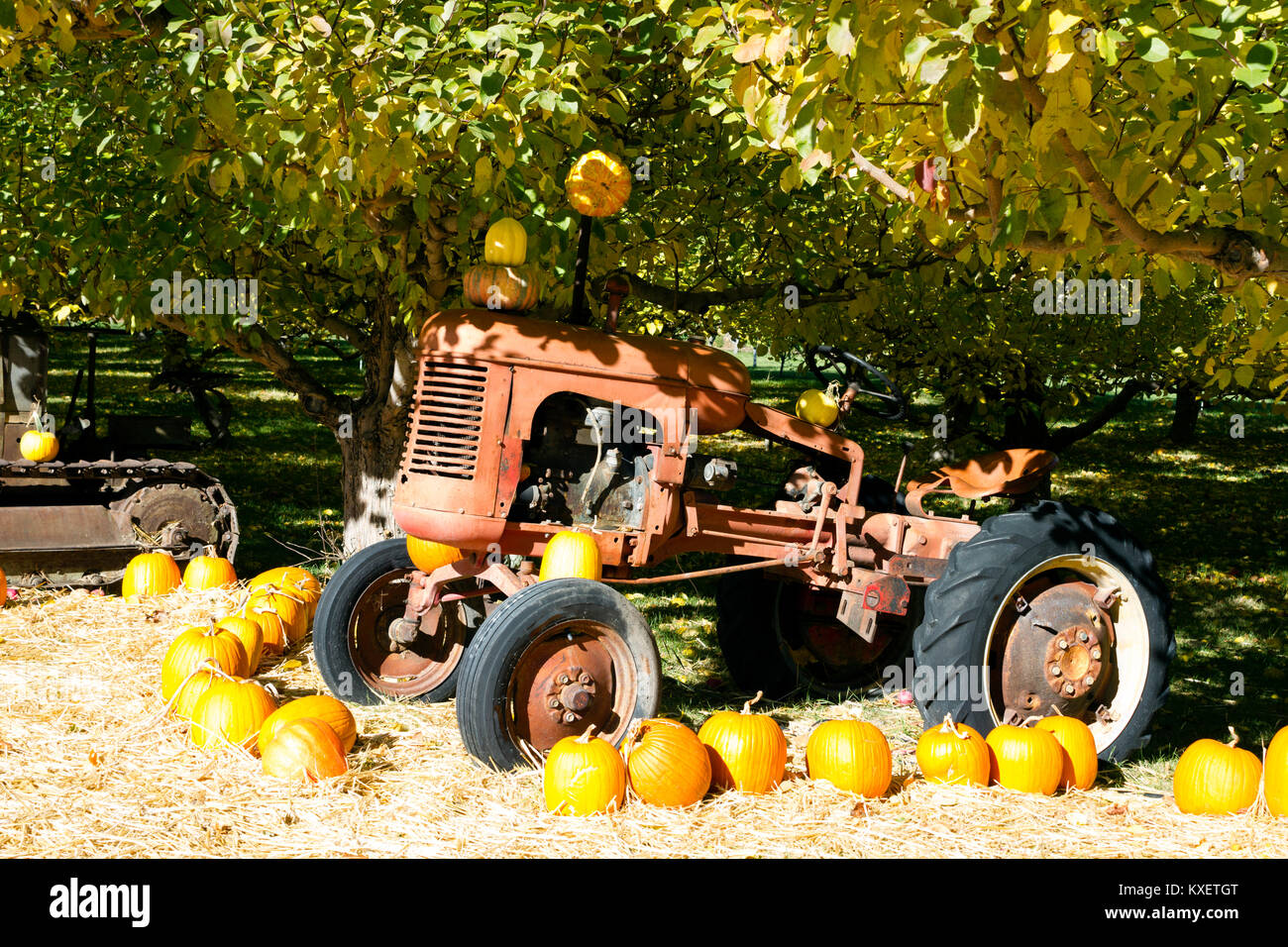 Old antique tractor and farm equipment in an organic farm apple orchard ...