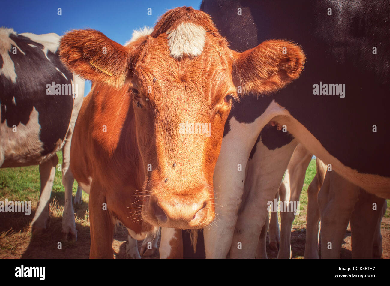Cows head hi-res stock photography and images - Alamy