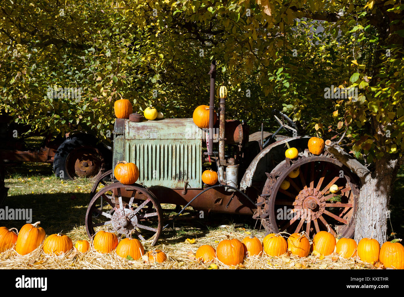 Old antique tractor and farm equipment in an organic farm apple orchard ...