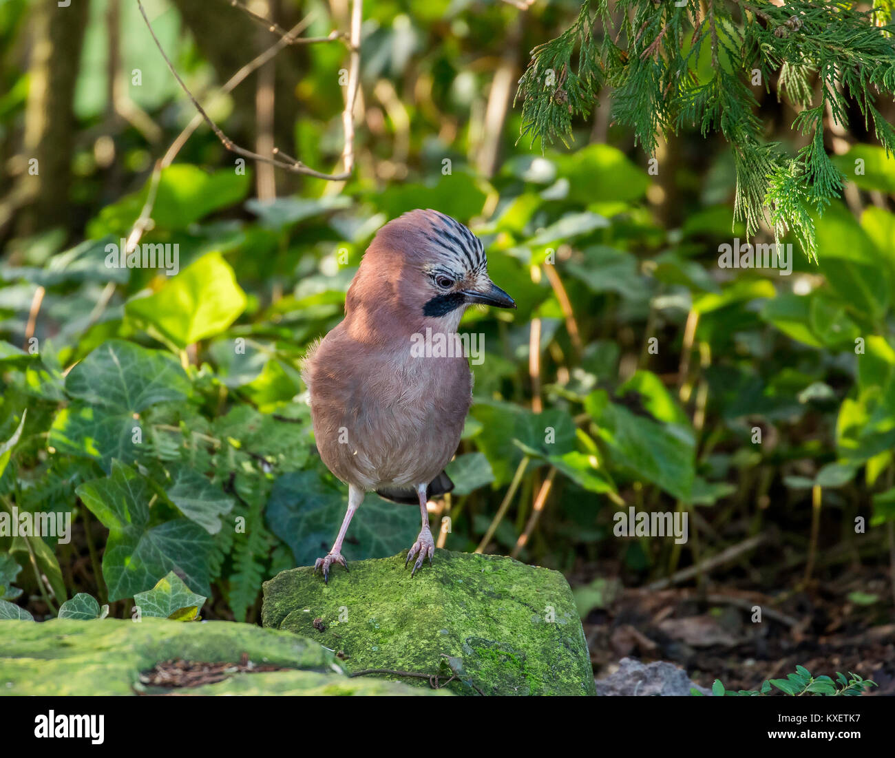 Jay gavin hi-res stock photography and images - Alamy