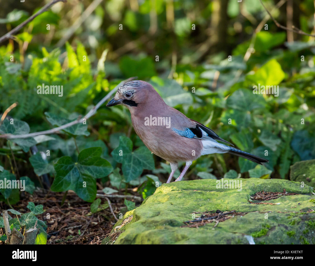 Gavin crow hi-res stock photography and images - Alamy