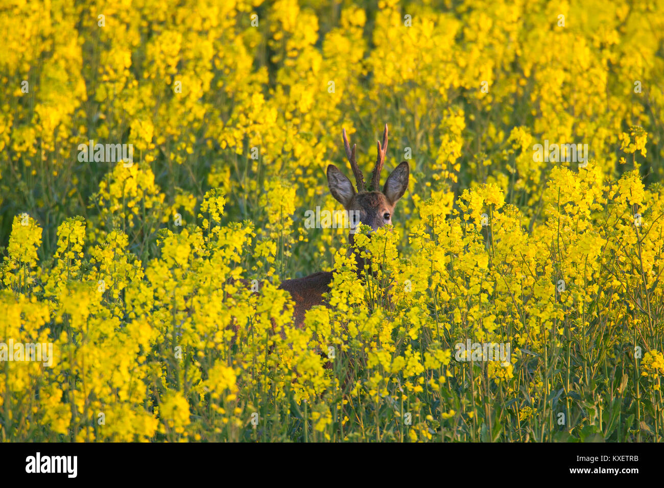 European roe deer (Capreolus capreolus) buck hiding in flowering rape ...
