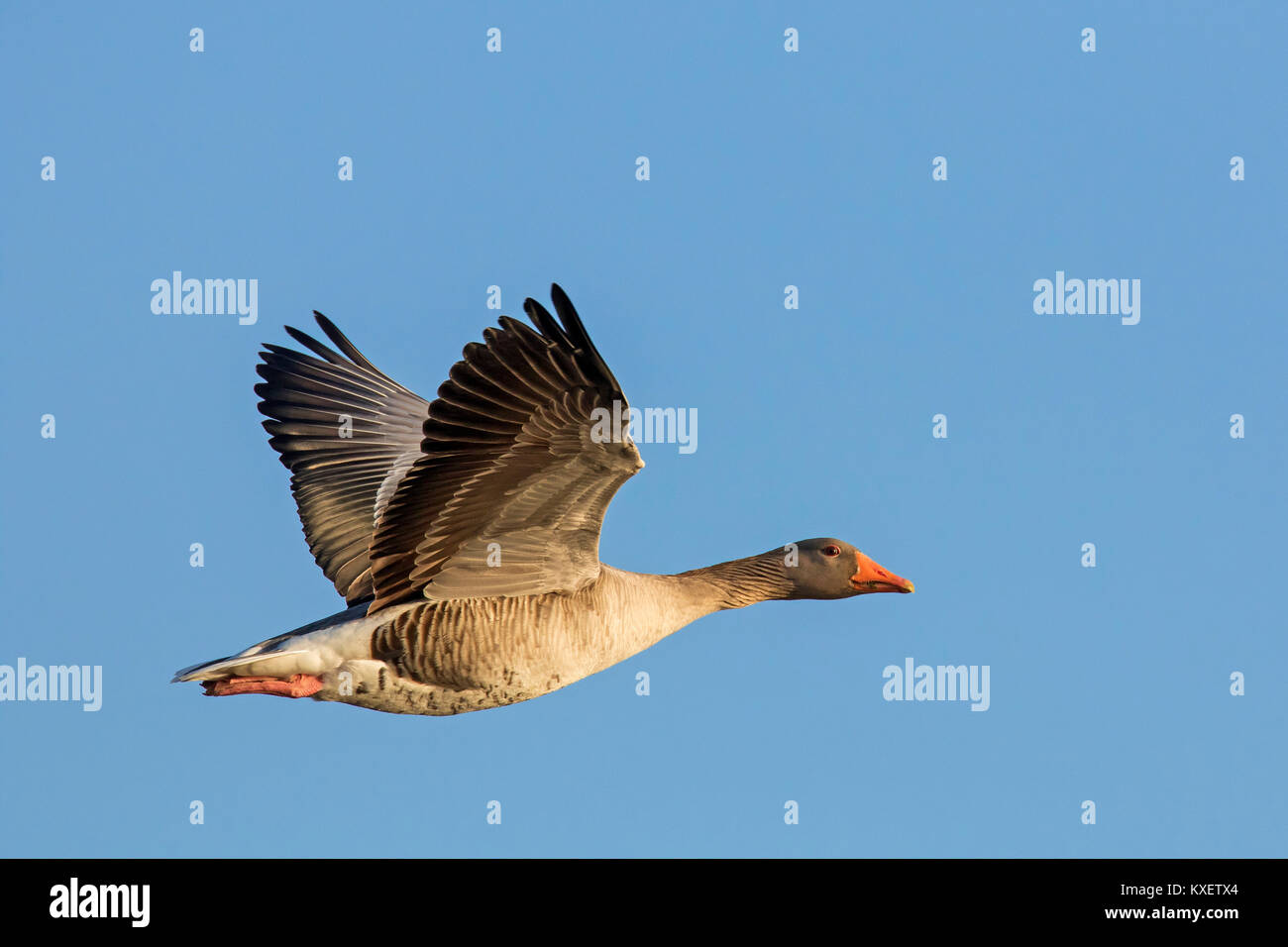 Blue goose hi-res stock photography and images - Alamy