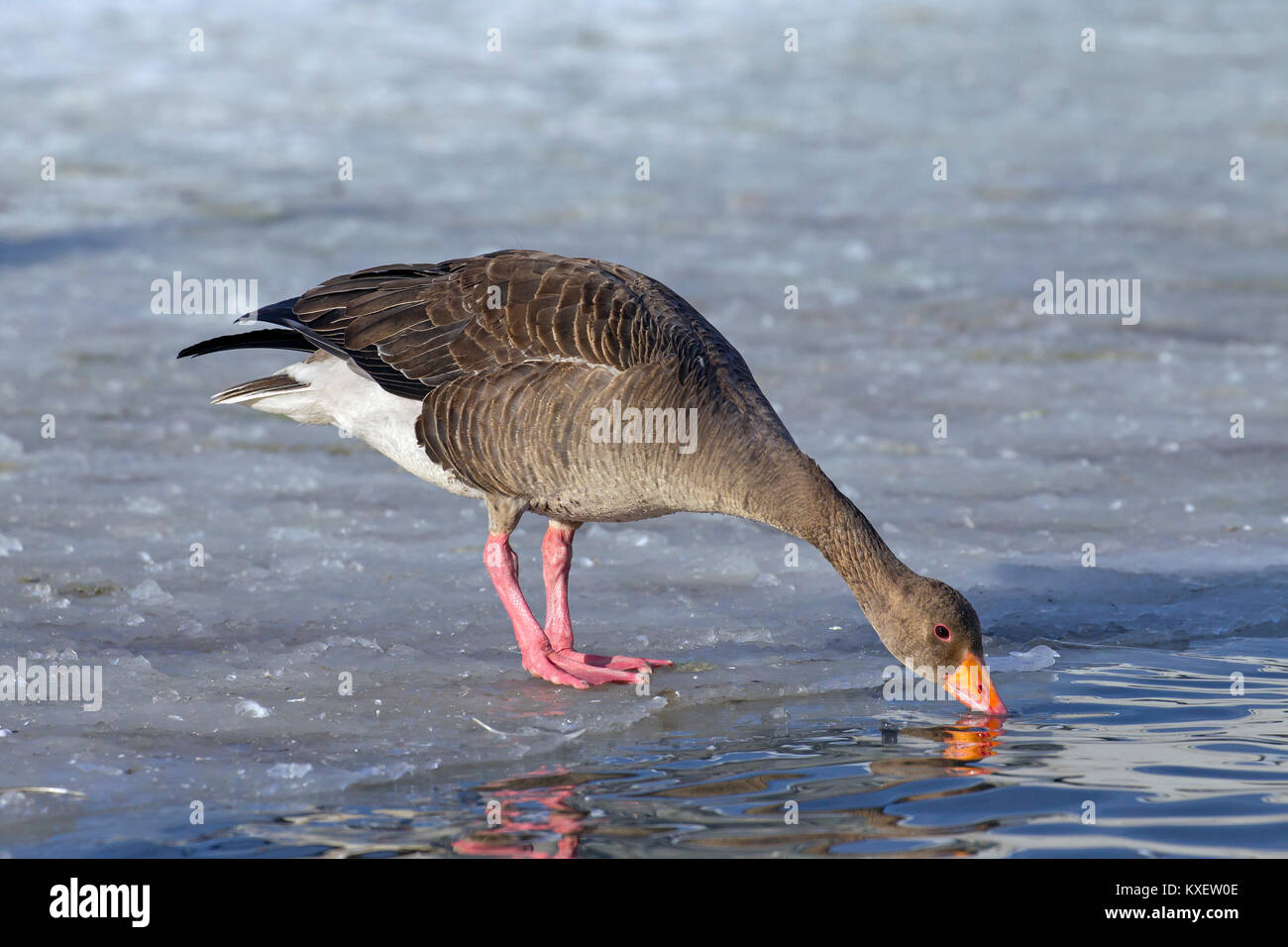 Greylag goose / graylag goose (Anser anser) drinking water while standing on ice of frozen pond ...