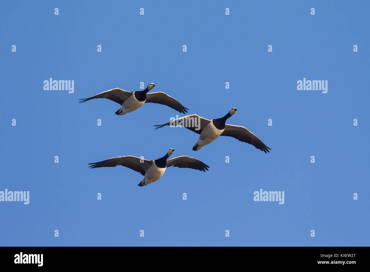 Three migrating barnacle geese (Branta leucopsis) in flight against ...