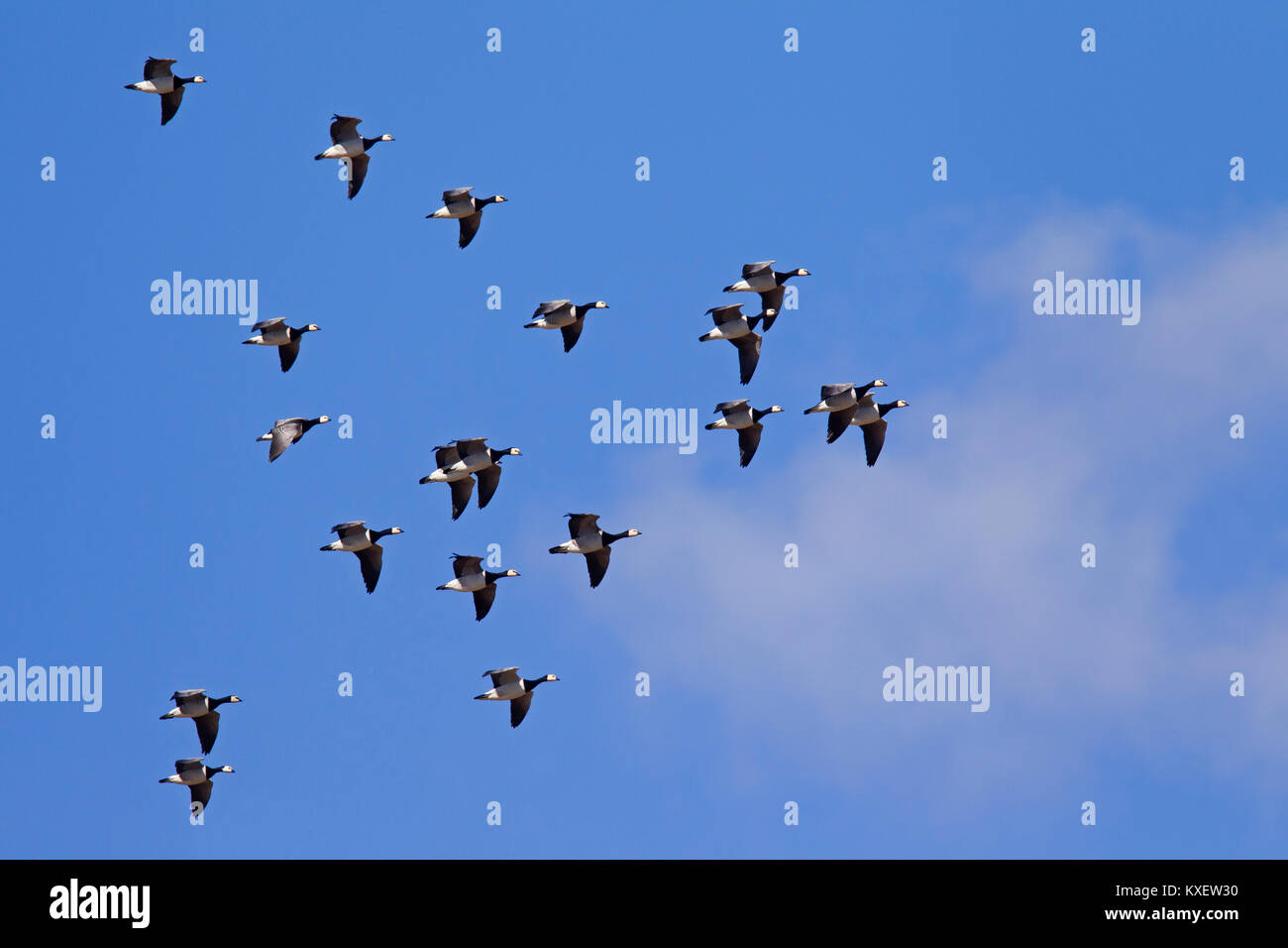 Barnacle goose leucopsis group flying hi-res stock photography and ...