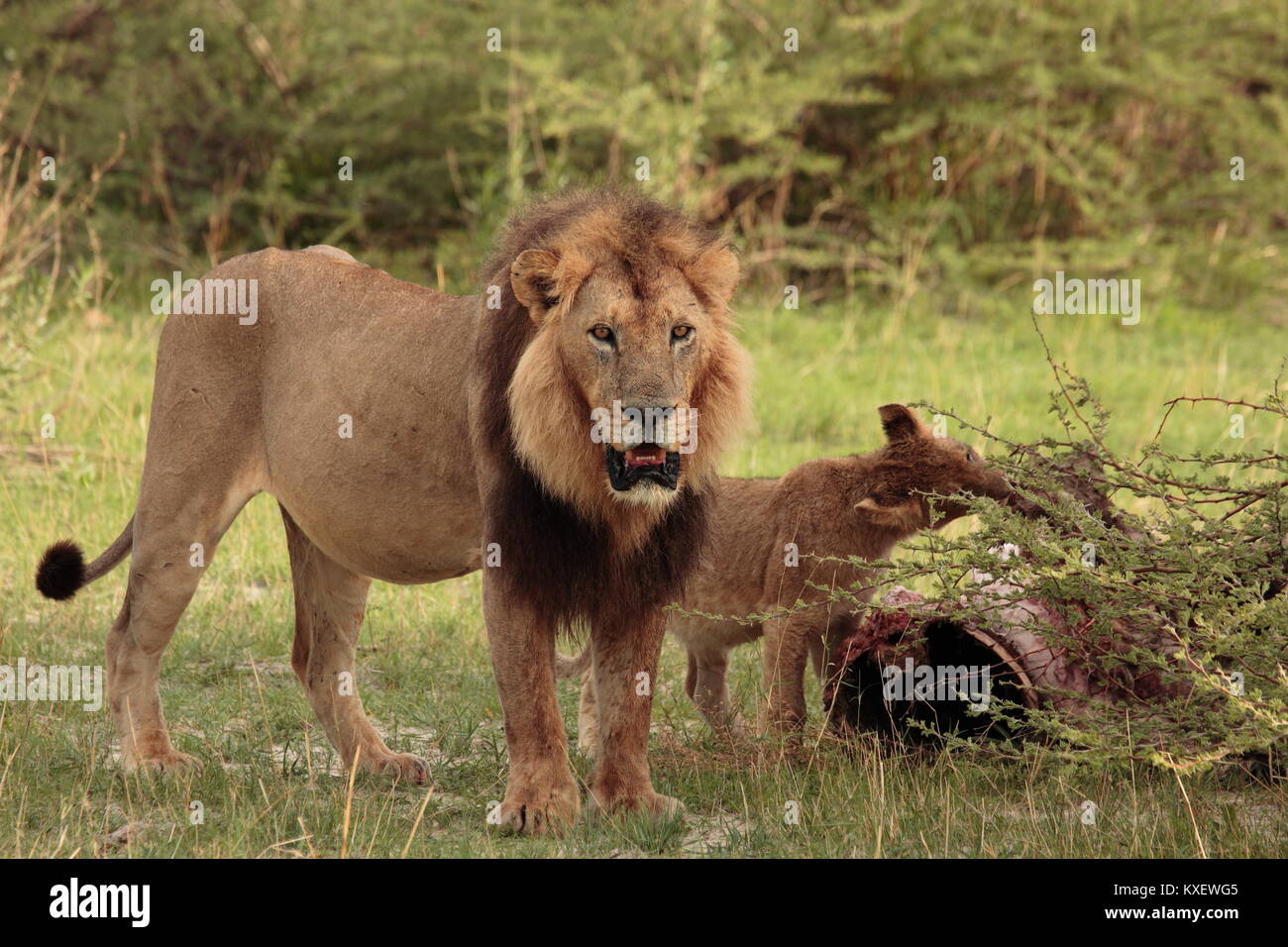 Lion with full stomach hi-res stock photography and images - Alamy
