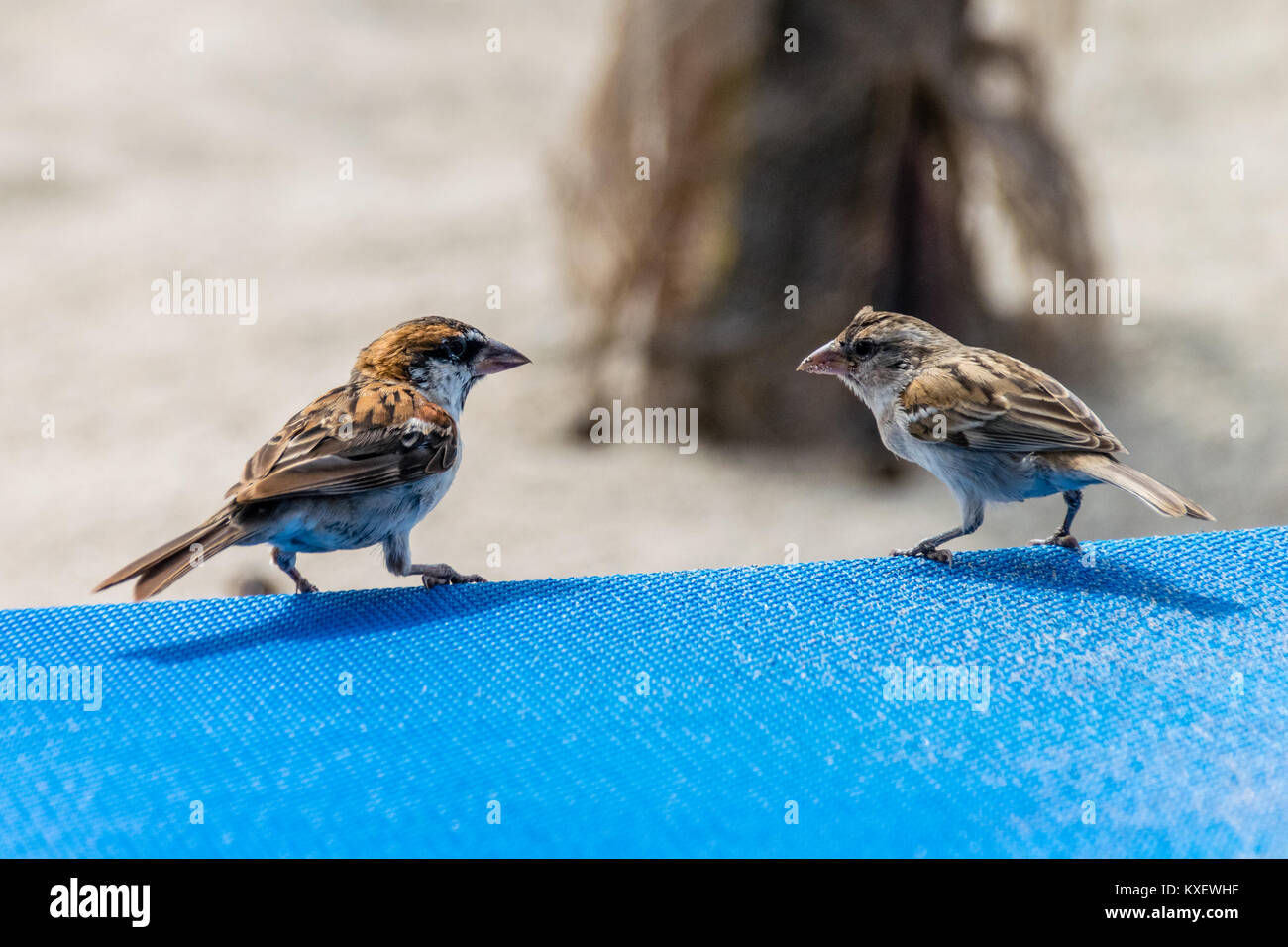 Male and female iago sparrow looking at each other Stock Photo - Alamy
