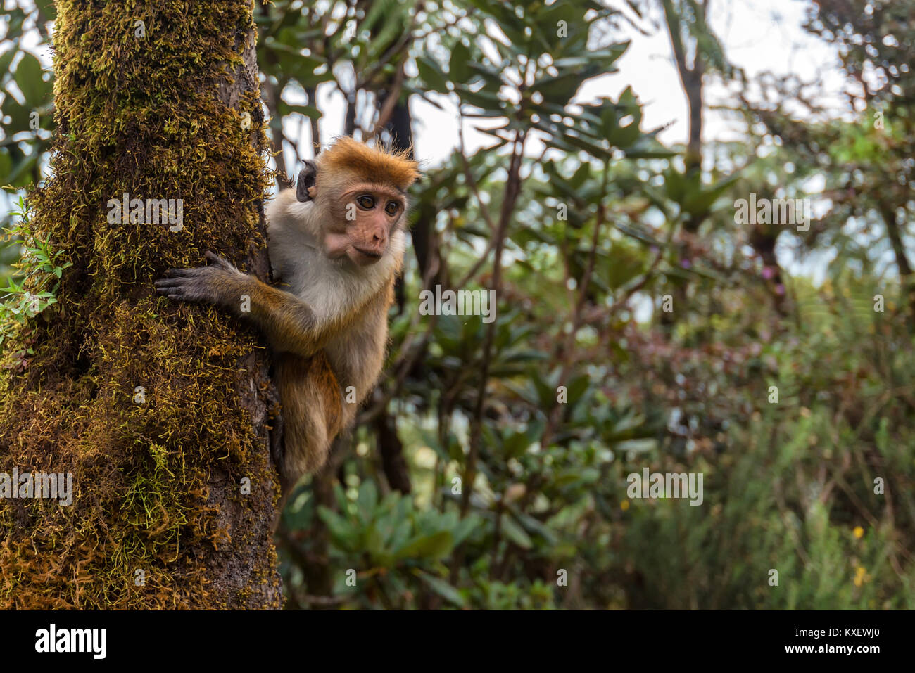 Srilankan toque macaque or Macaca sinica in jungle Stock Photo - Alamy