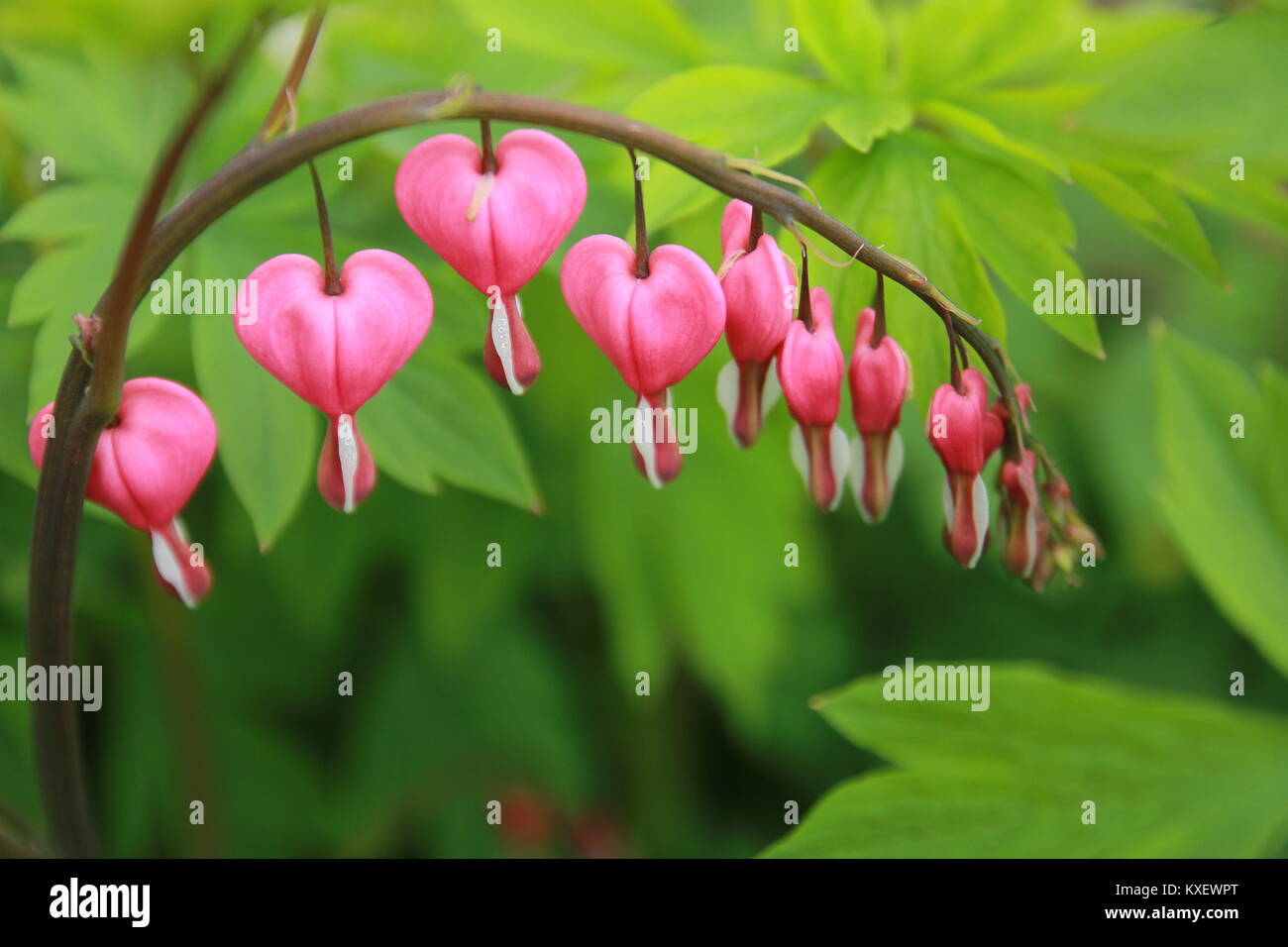 colorful flowers in spring and summer Stock Photo - Alamy