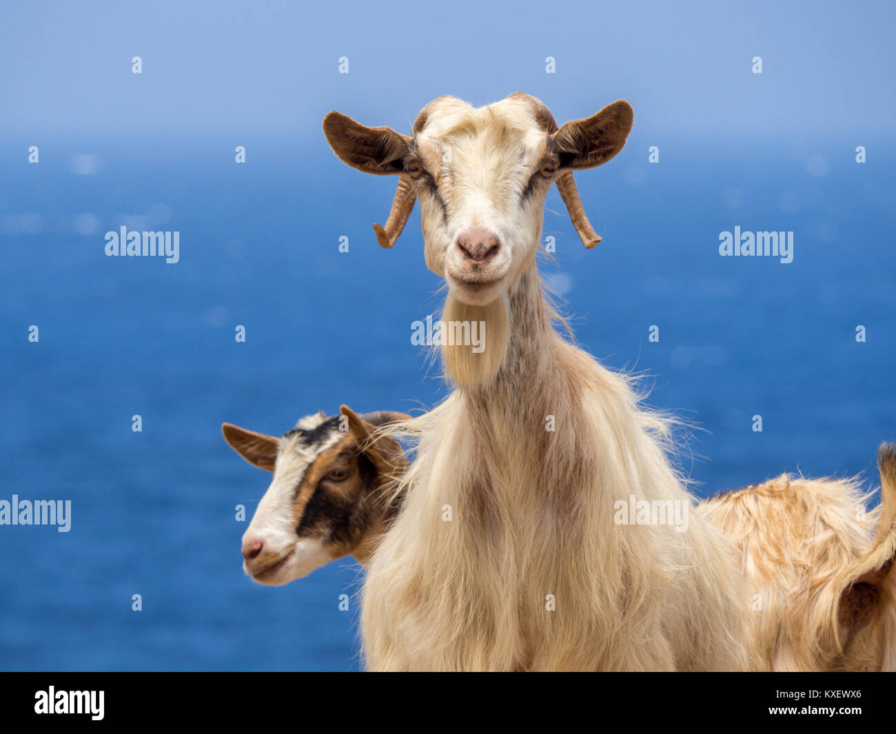 curious goat looking straight at me Stock Photo - Alamy