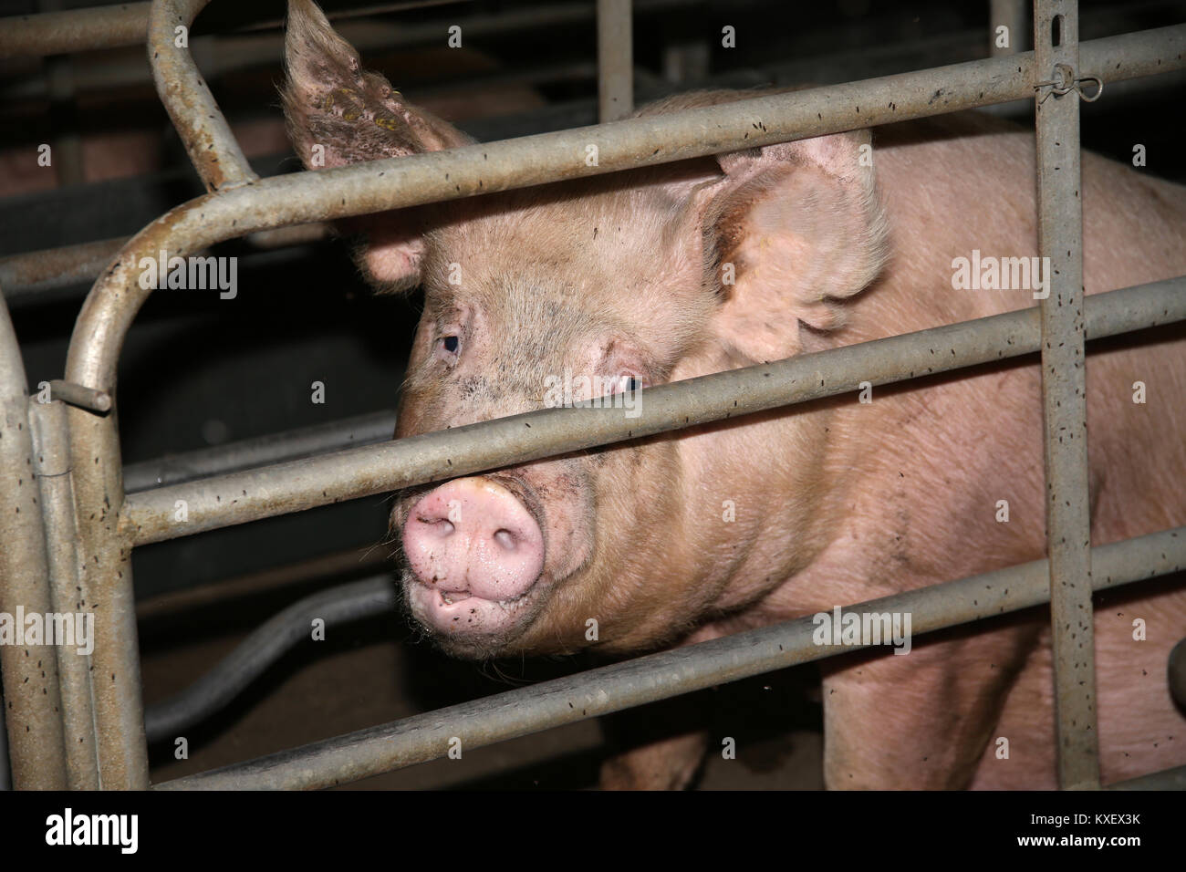 Sad-eyed mother sow behind iron grid Stock Photo - Alamy